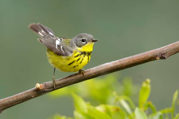 What Do Warblers Eat? - A-Z Animals