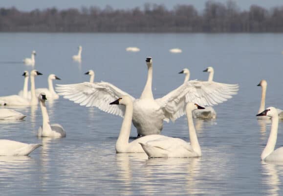Tundra Swan Bird Facts - Cygnus columbianus - A-Z Animals