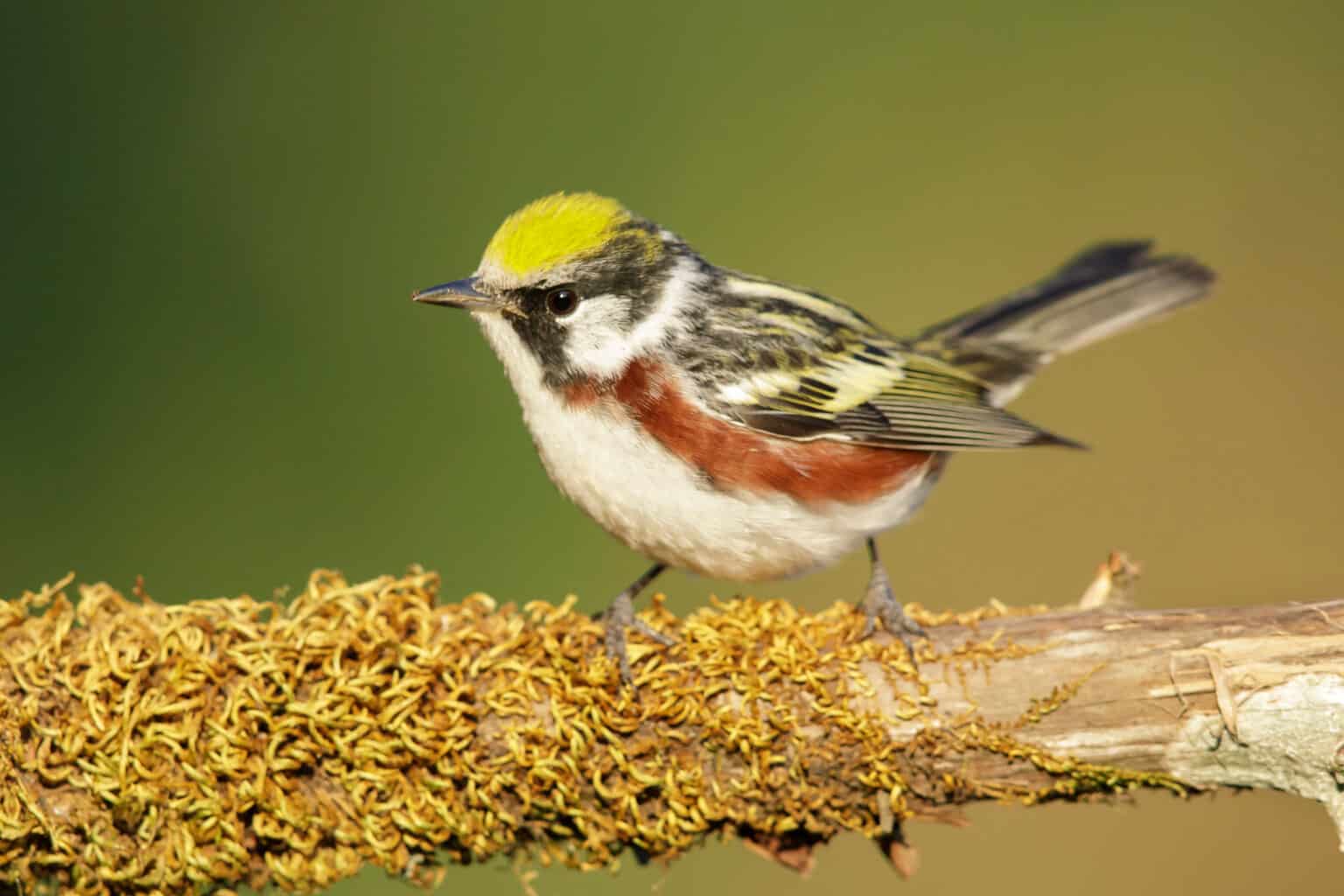 Discover the Largest Forest in Vermont (And What Lives Within It) - A-Z ...