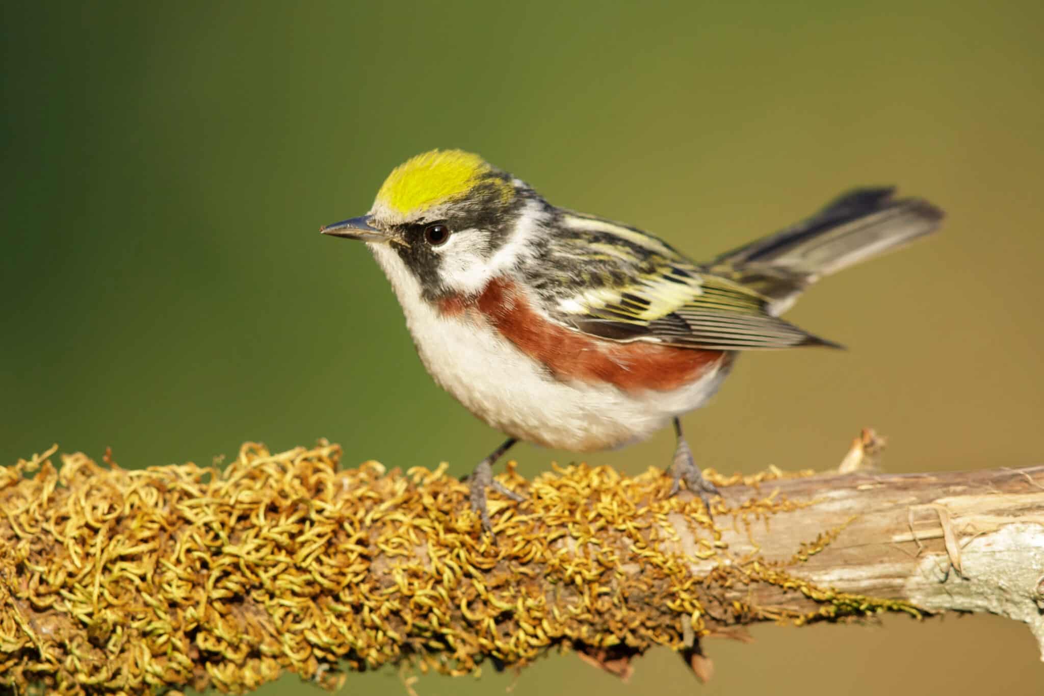 Wildlife in Kentucky - Types of Kentuckian Animals - A-Z Animals