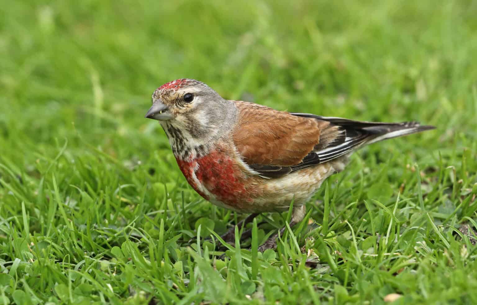 Wildlife in Ireland - Types of Irish Animals - A-Z Animals