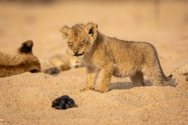 Lion Poop: Everything You've Ever Wanted to Know - A-Z Animals