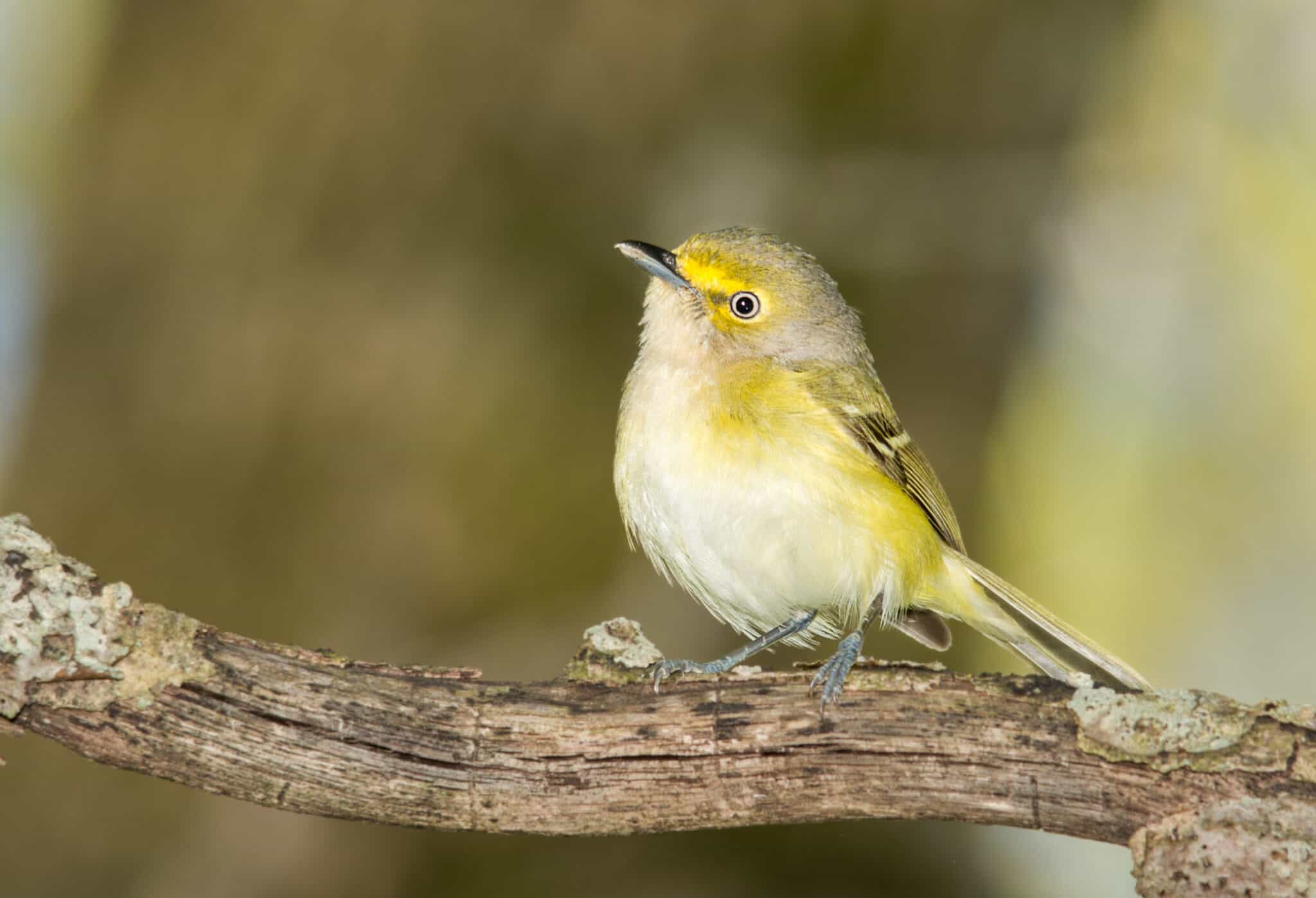 Wildlife in Ohio - Types of Ohioan Animals - A-Z Animals