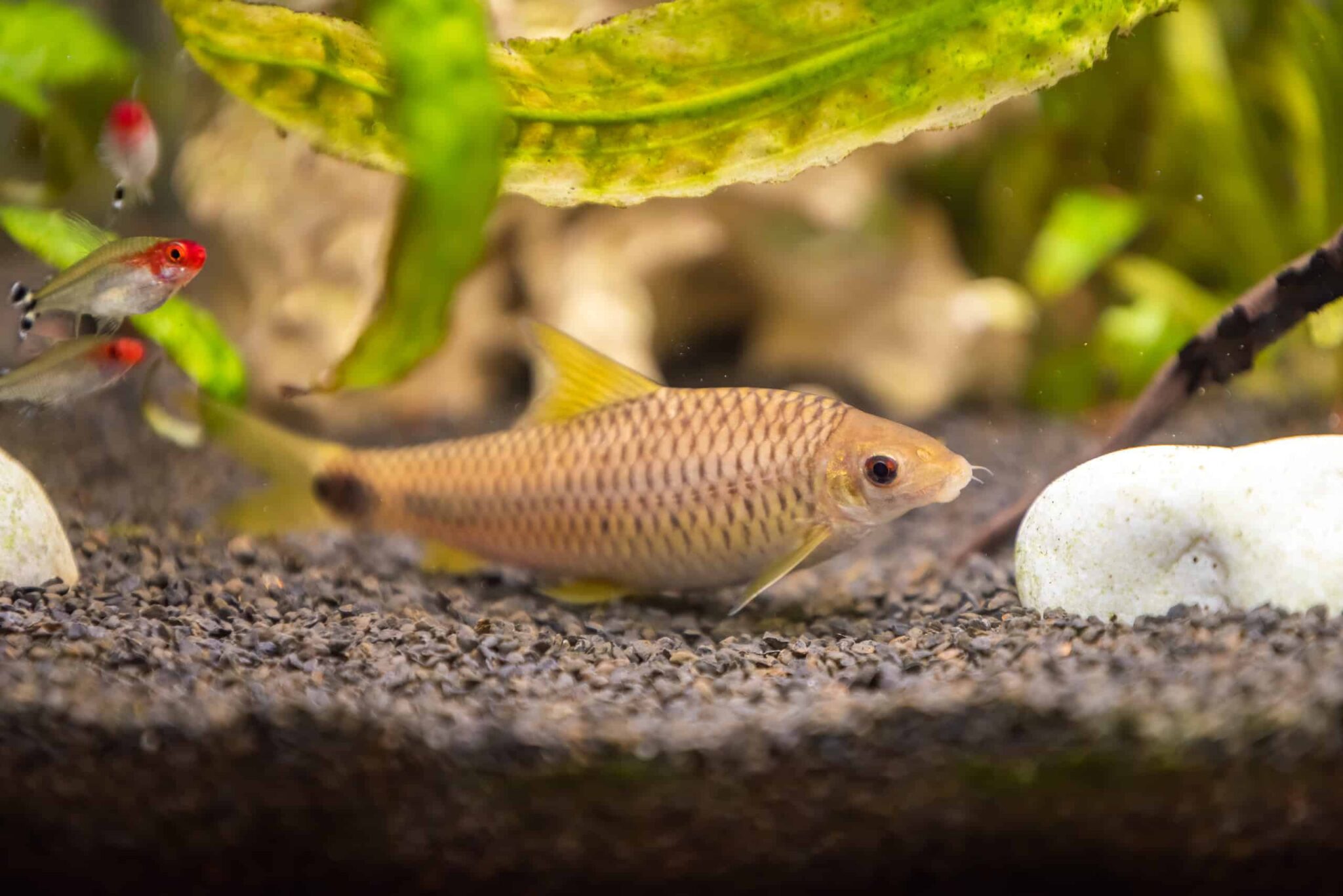 The 12 Best Tank Mates to Pair with Cichlids - A-Z Animals