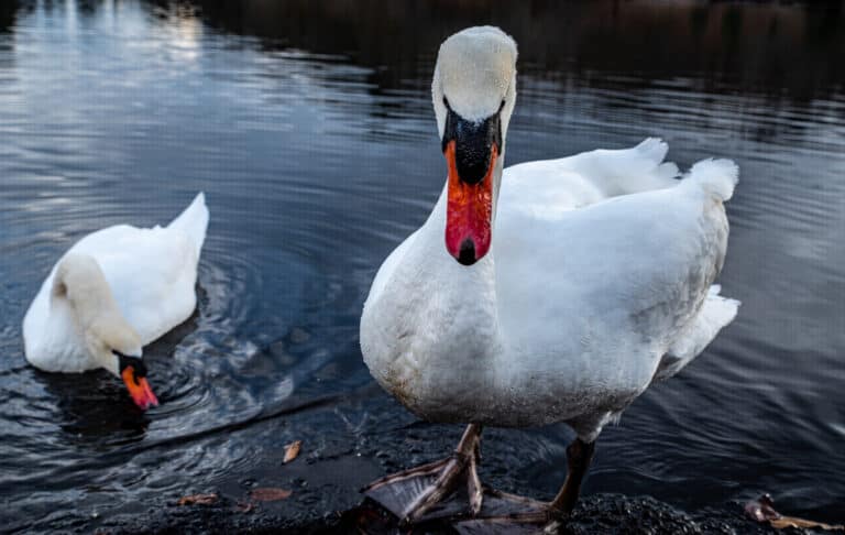 What Do Swans Eat? 18 Foods They’ll Consume - A-Z Animals