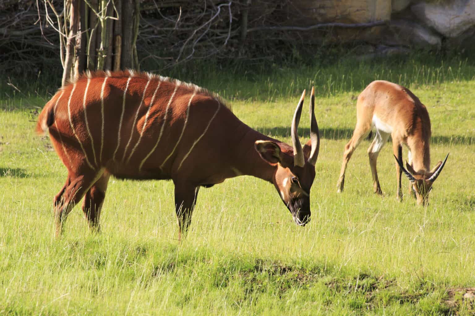 Lesser Kudu vs Greater Kudu: What are the Differences? - A-Z Animals