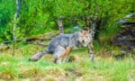 Wolf Poop: Everything You've Ever Wanted to Know - AZ Animals
