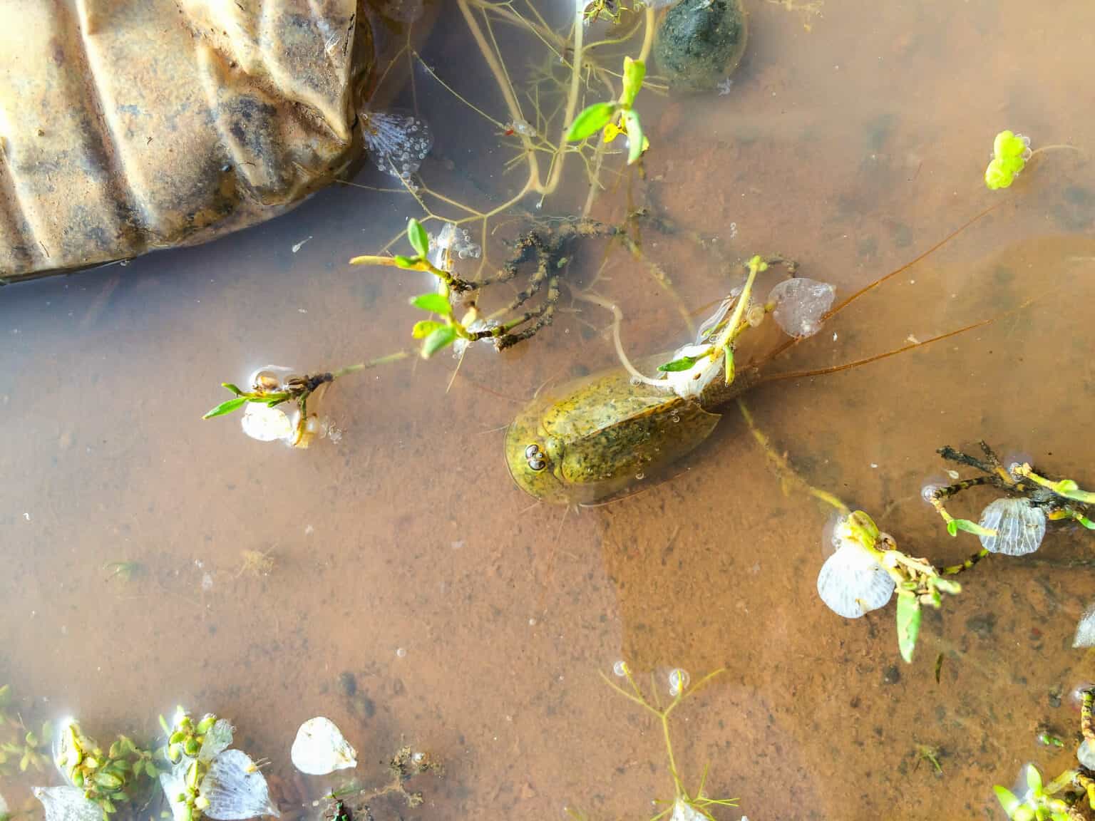 Discover the Incredible 3-Eyed Dinosaur Shrimp That Can Lay Eggs That ...