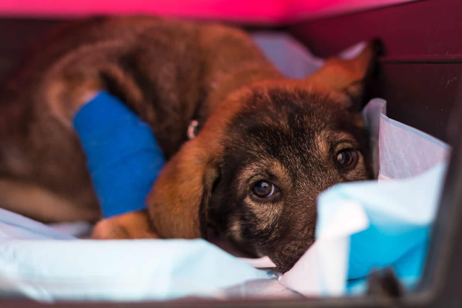 Can Dogs Spread Parvo to Humans? What You Need to Know - A-Z Animals