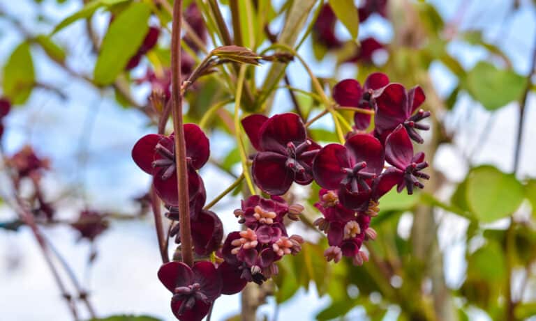 Discover 20 Vines That Produce Beautiful Purple Flowers - A-Z Animals
