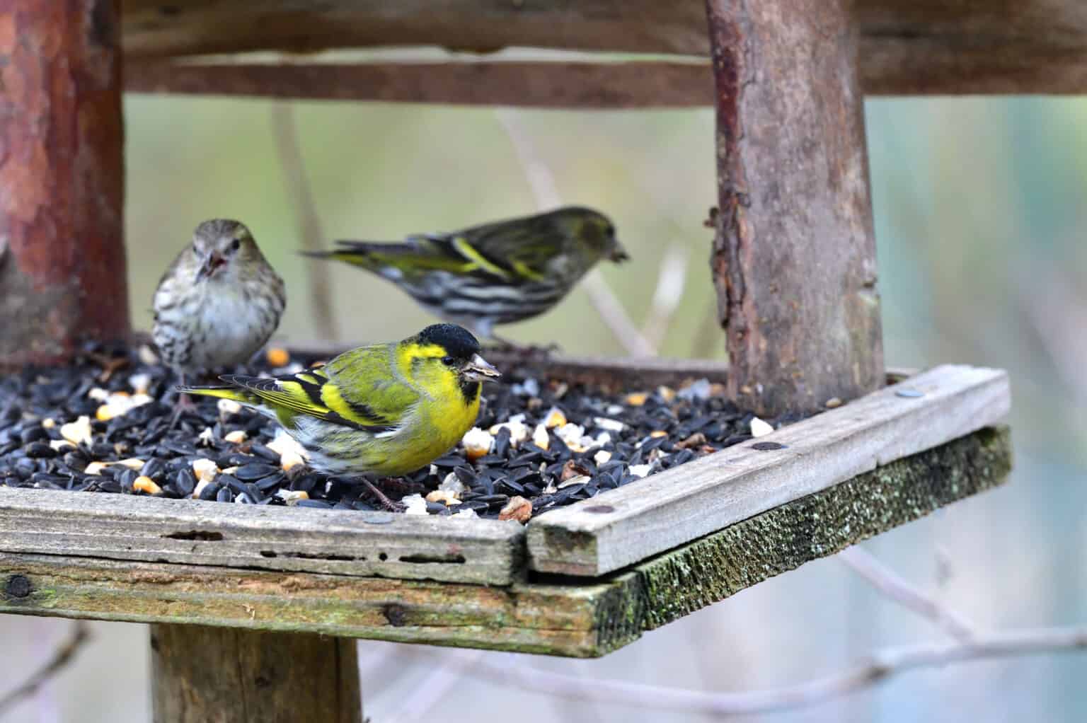 Pine Siskin Bird Facts - Spinus pinus - A-Z Animals