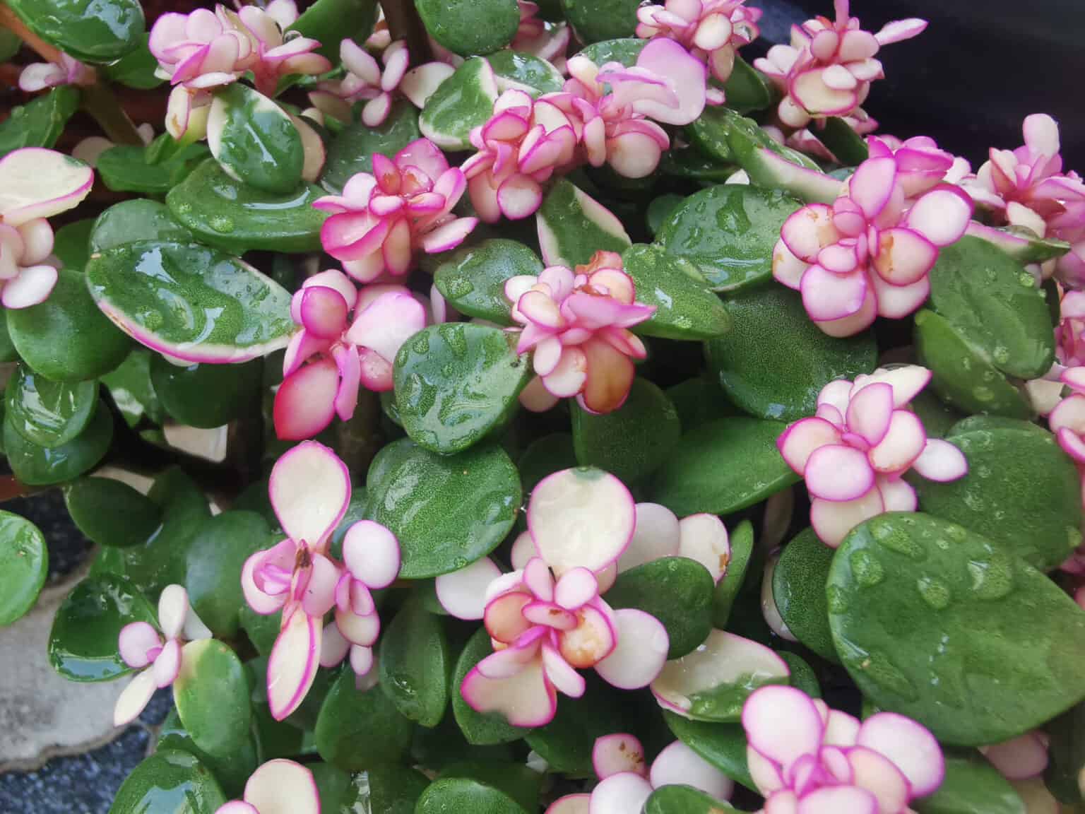 Types Of Flowering Succulents - A-Z Animals