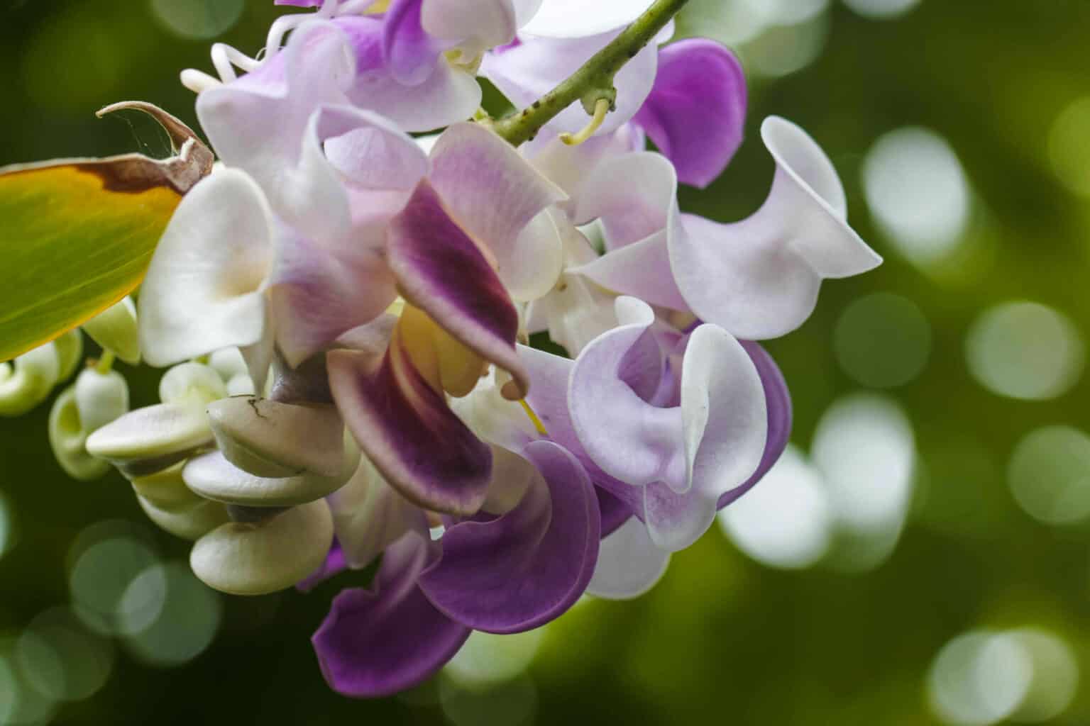 Discover 22 Vines That Produce Beautiful White Flowers - A-Z Animals