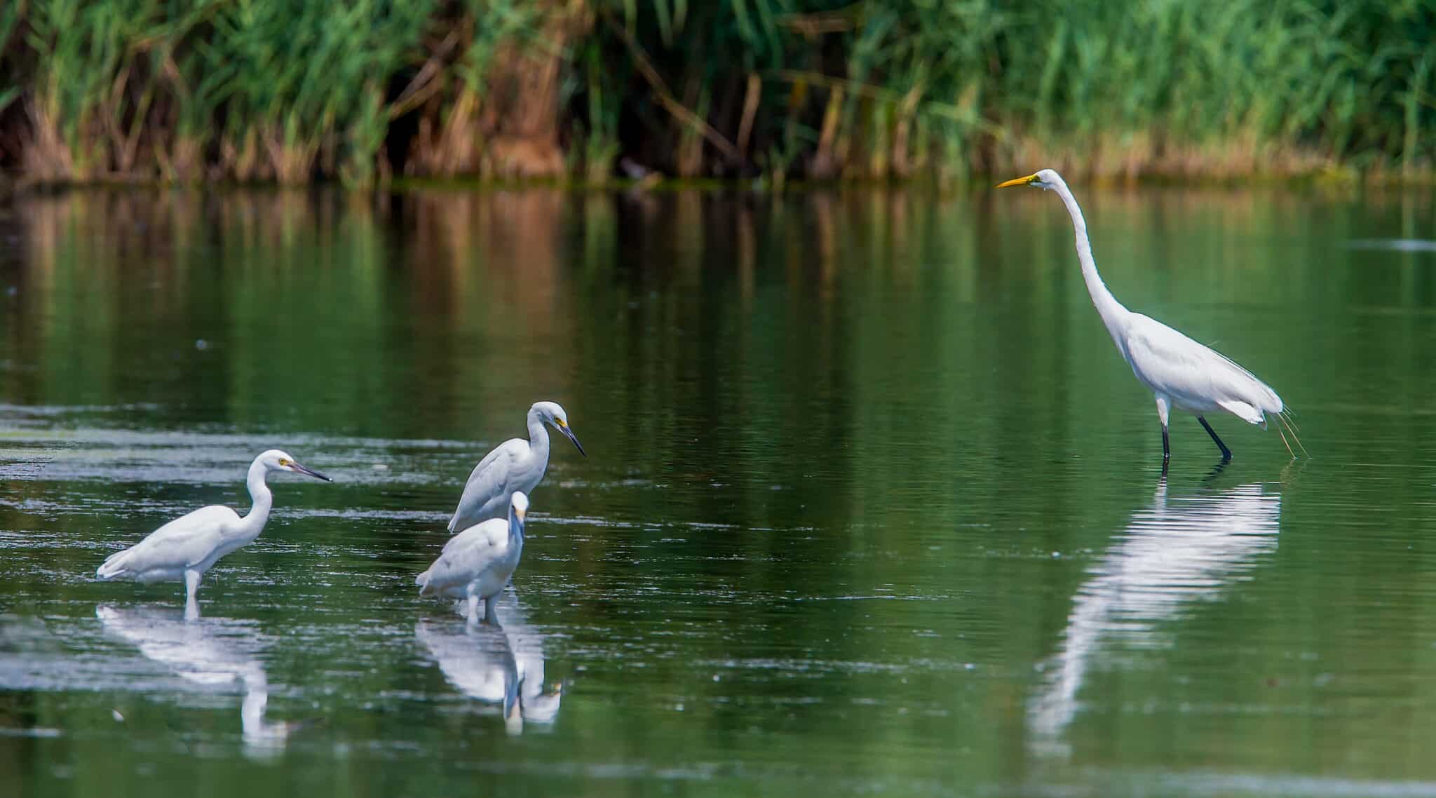 Egret Animal Facts - Ardeidae - A-Z Animals