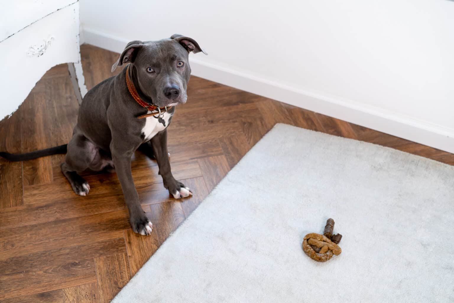 8 Animals That Eat Poop (and How They Do It Without Getting Sick) - A-Z ...