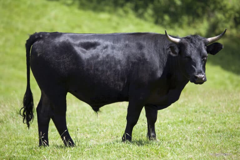 Discover the 10 Different Types of Cattle You Never Knew Existed - A-Z ...