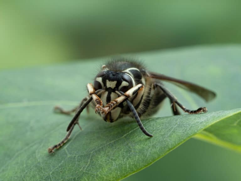 Types of Wasps In California Ranked By the Pain of their Sting