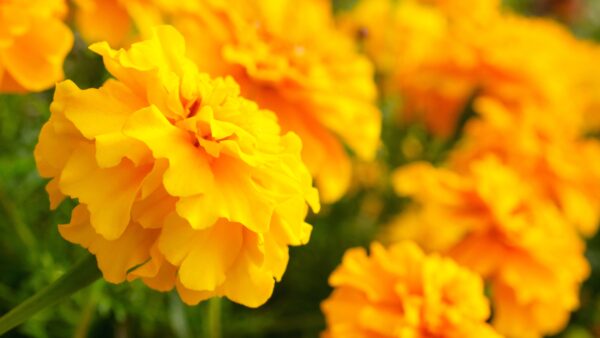 10 Orange Annual Flowers: Blossoms of Joy - A-Z Animals