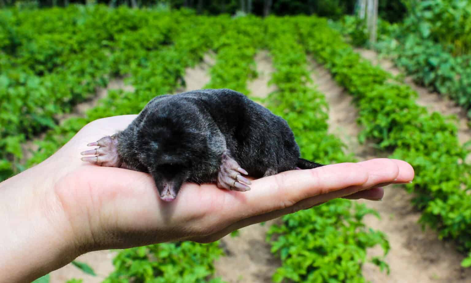 10 Interesting Facts About Moles - A-Z Animals
