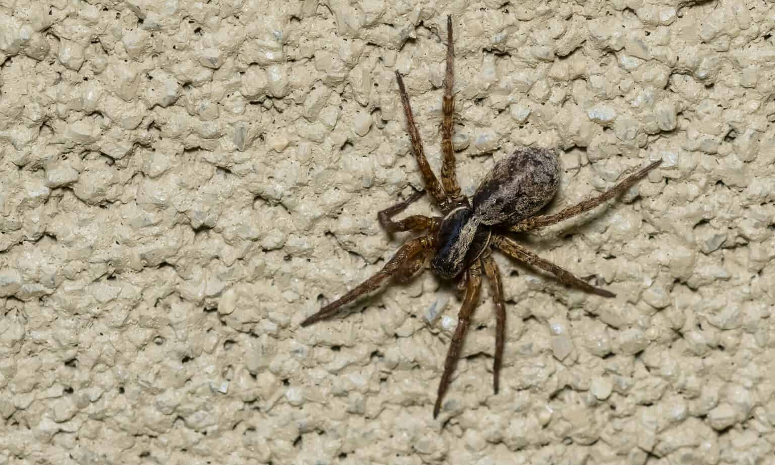 Discover 5 Brown Spiders In North Carolina - A-Z Animals