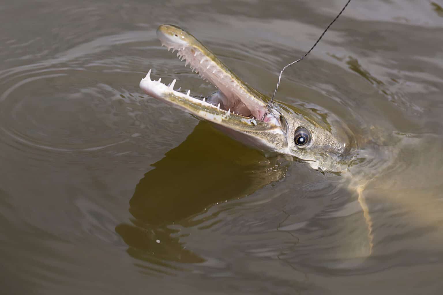 Gar Teeth: Everything You Need To Know - A-Z Animals