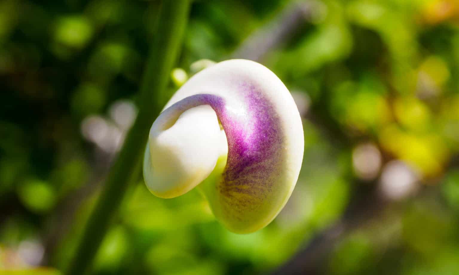Snail Vine vs Corkscrew Vine: What Are The Differences? - A-Z Animals
