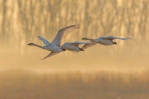 These U.S. Birds Have the Largest Wingspans - A-Z Animals