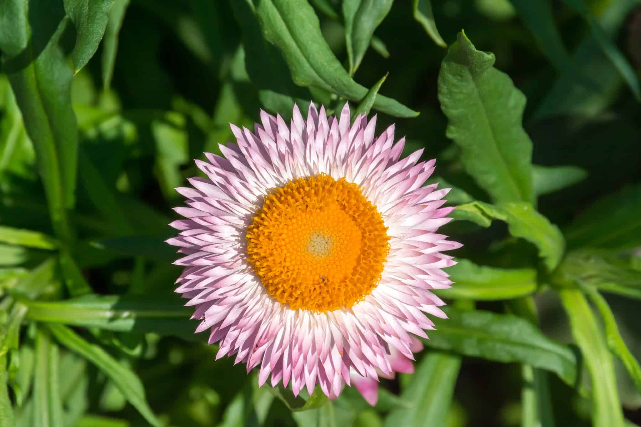 Discover The National Flower of Australia: The Golden Wattle - A-Z Animals