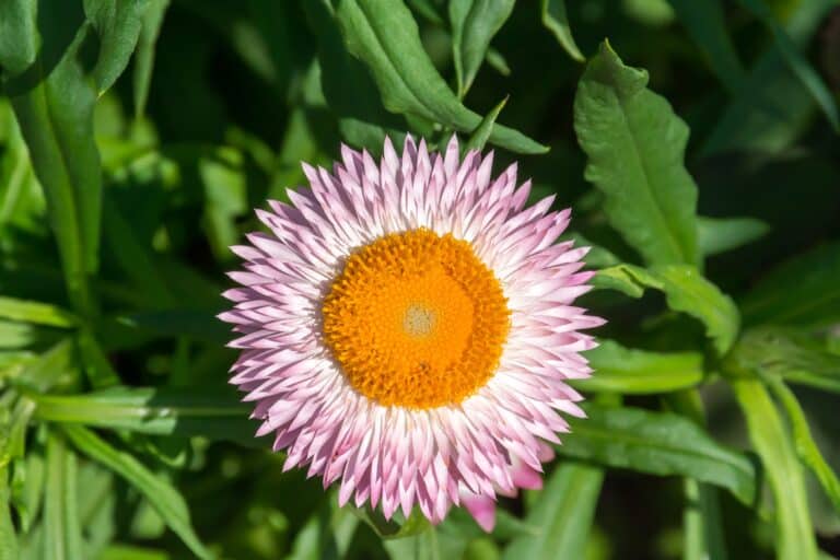 10 Orange Annual Flowers: Blossoms of Joy - A-Z Animals