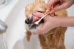 Grooming your English Springer Spaniel: 6 Steps - A-Z Animals