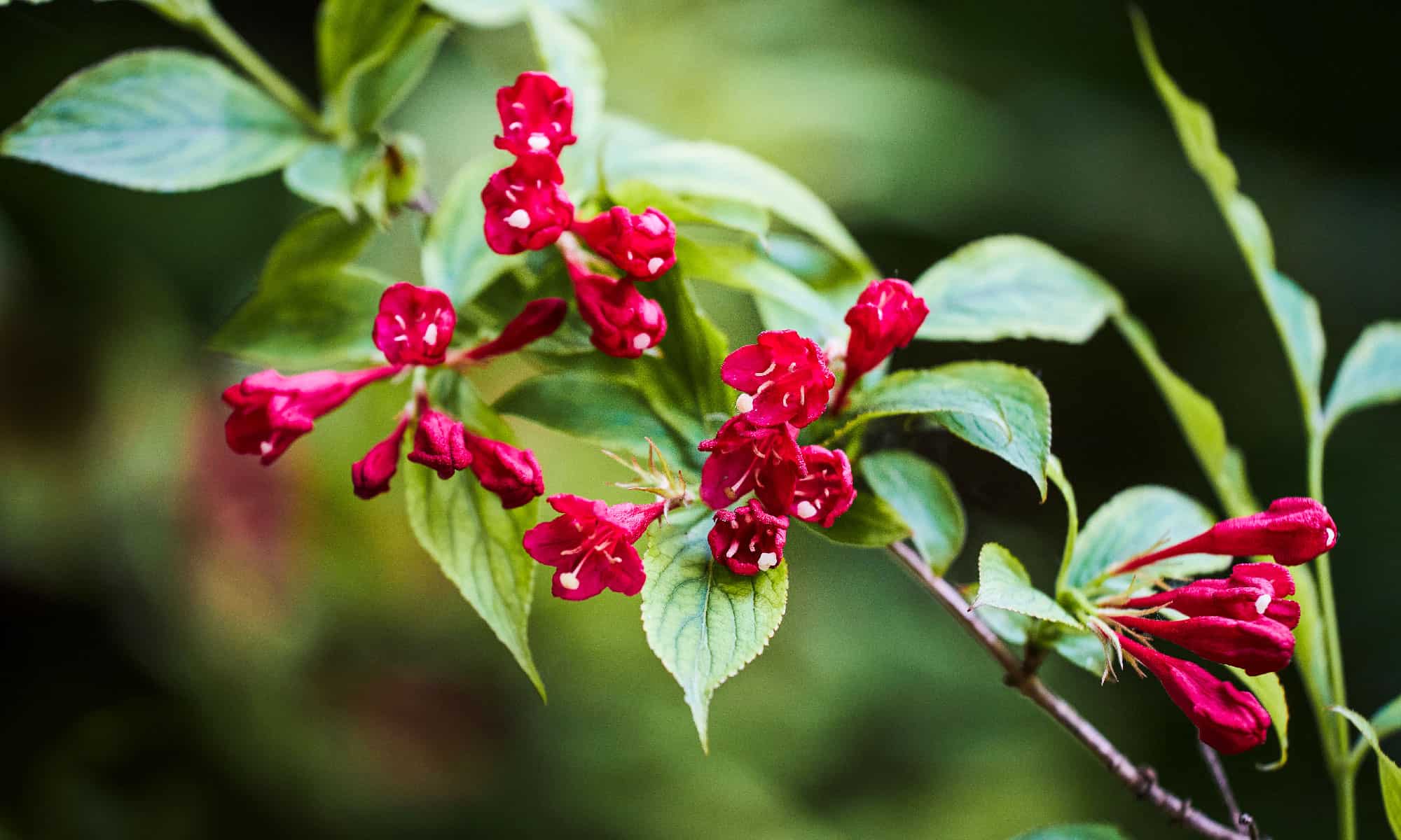 The 14 Best Shrubs for Attracting Hummingbirds - A-Z Animals
