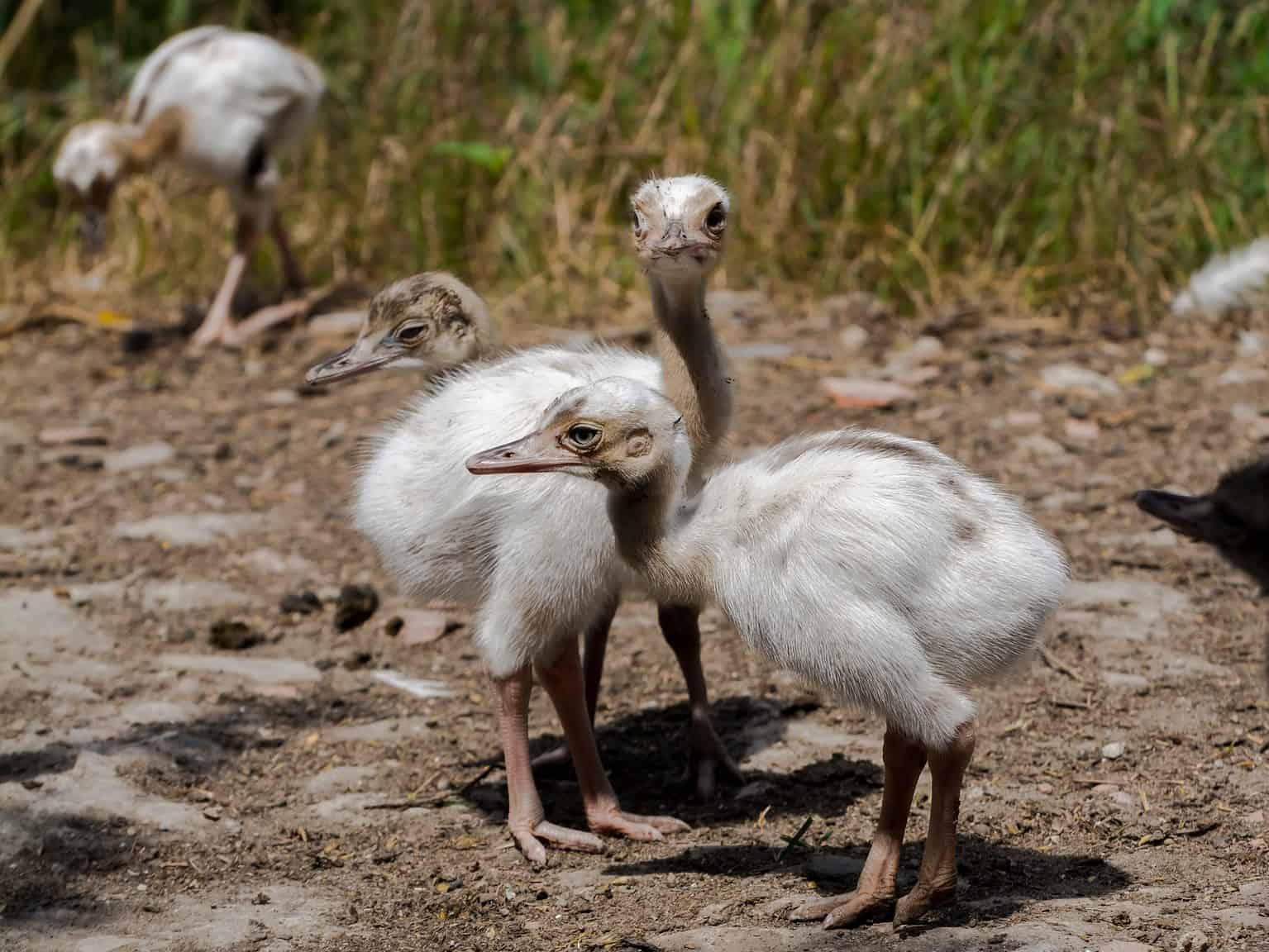 Rhea Bird Facts - A-Z Animals