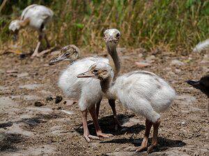 Rhea Animal Pictures | A-Z Animals