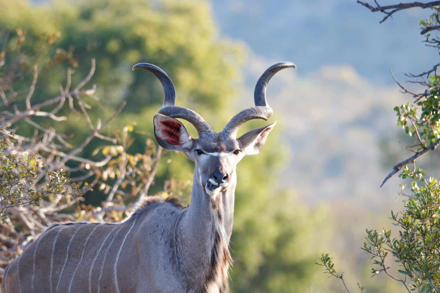 Lesser Kudu vs Greater Kudu: What are the Differences? - A-Z Animals