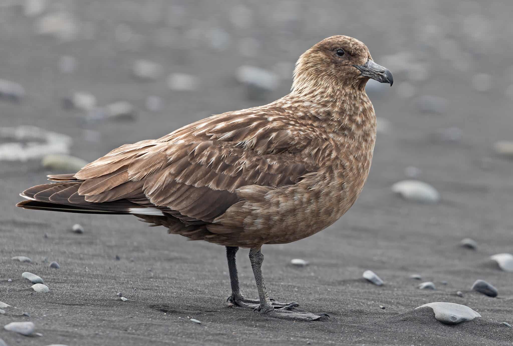 Skua Animal Facts - Stercorariidae - A-Z Animals