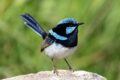 10 Types of Small Birds With Pictures - A-Z Animals