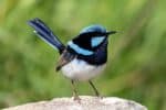 10 Types of Small Birds With Pictures - A-Z Animals