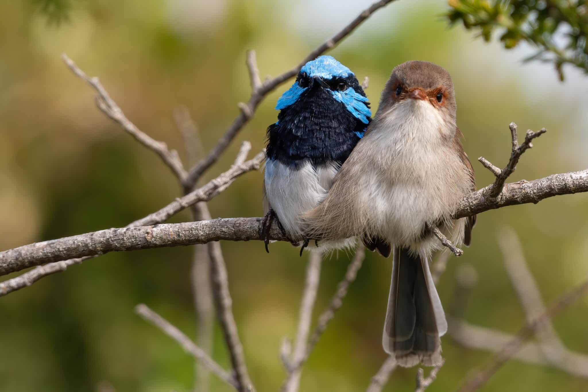 Fairy-Wren Bird Facts - Malurus Splendens, Malurus cyaneus, and others ...