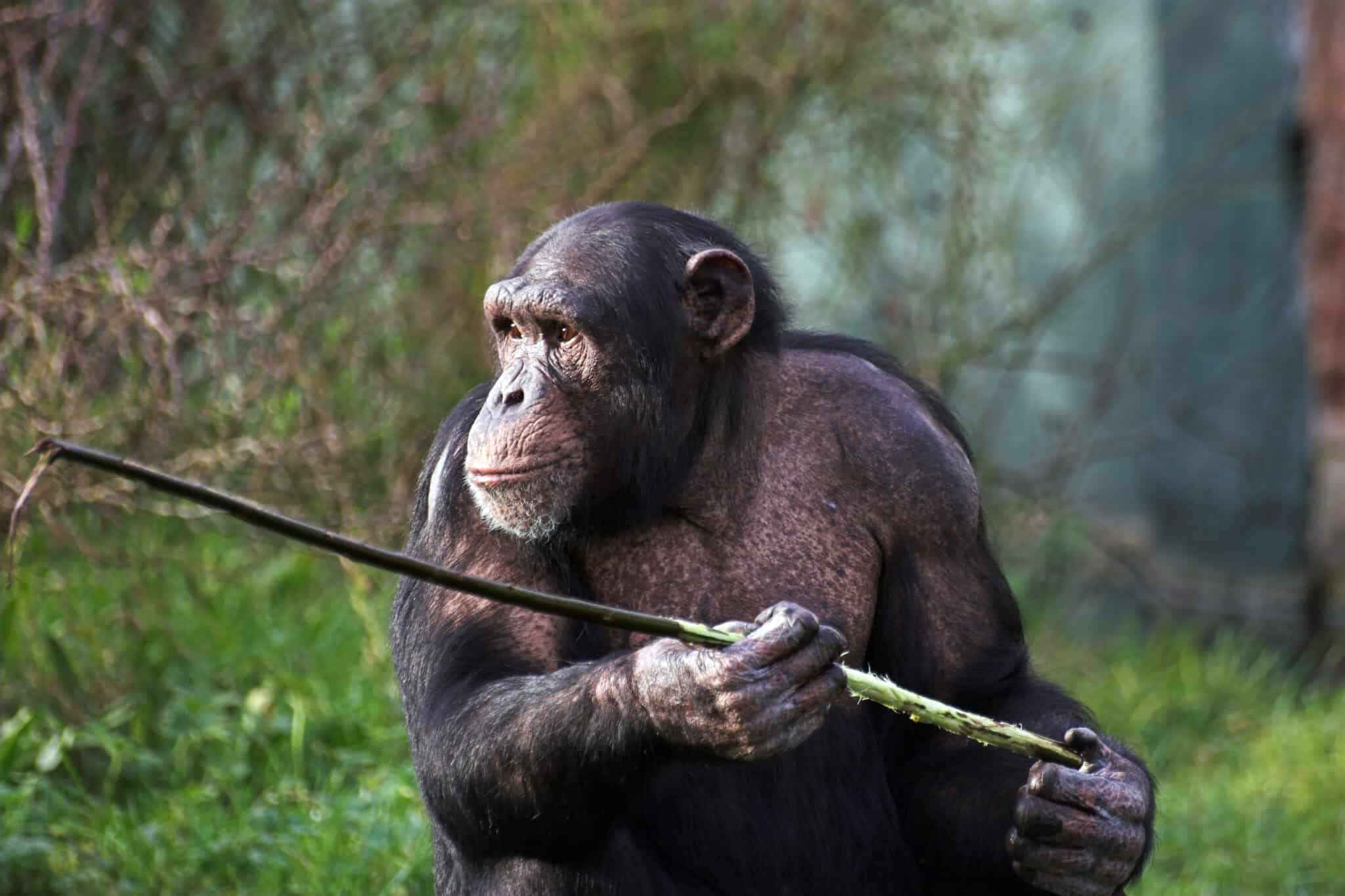 Fighting Chimpanzee Wields Stick Like a Weapon - A-Z Animals