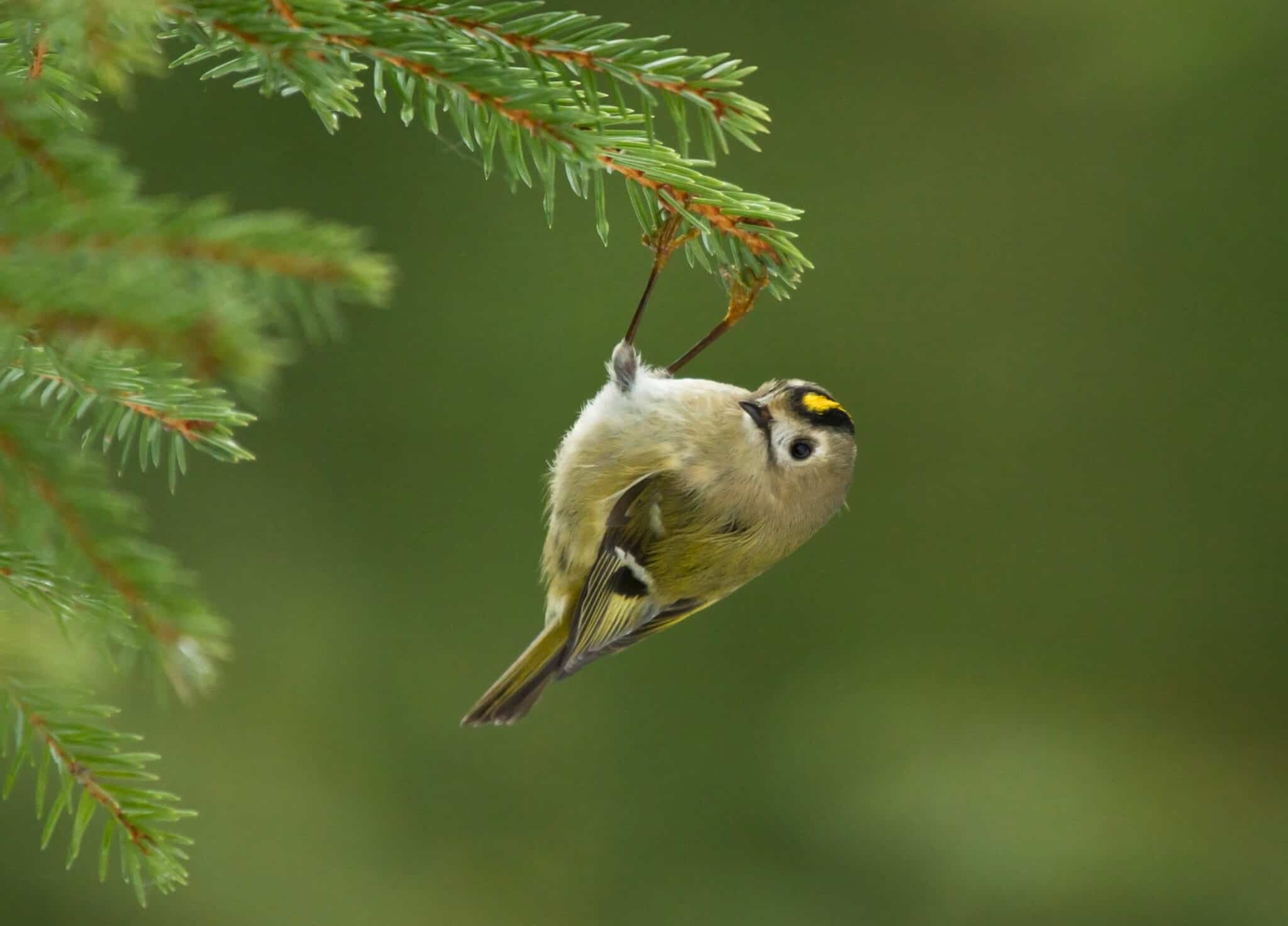 Wildlife in Ukraine - Types of Ukrainian Animals - A-Z Animals