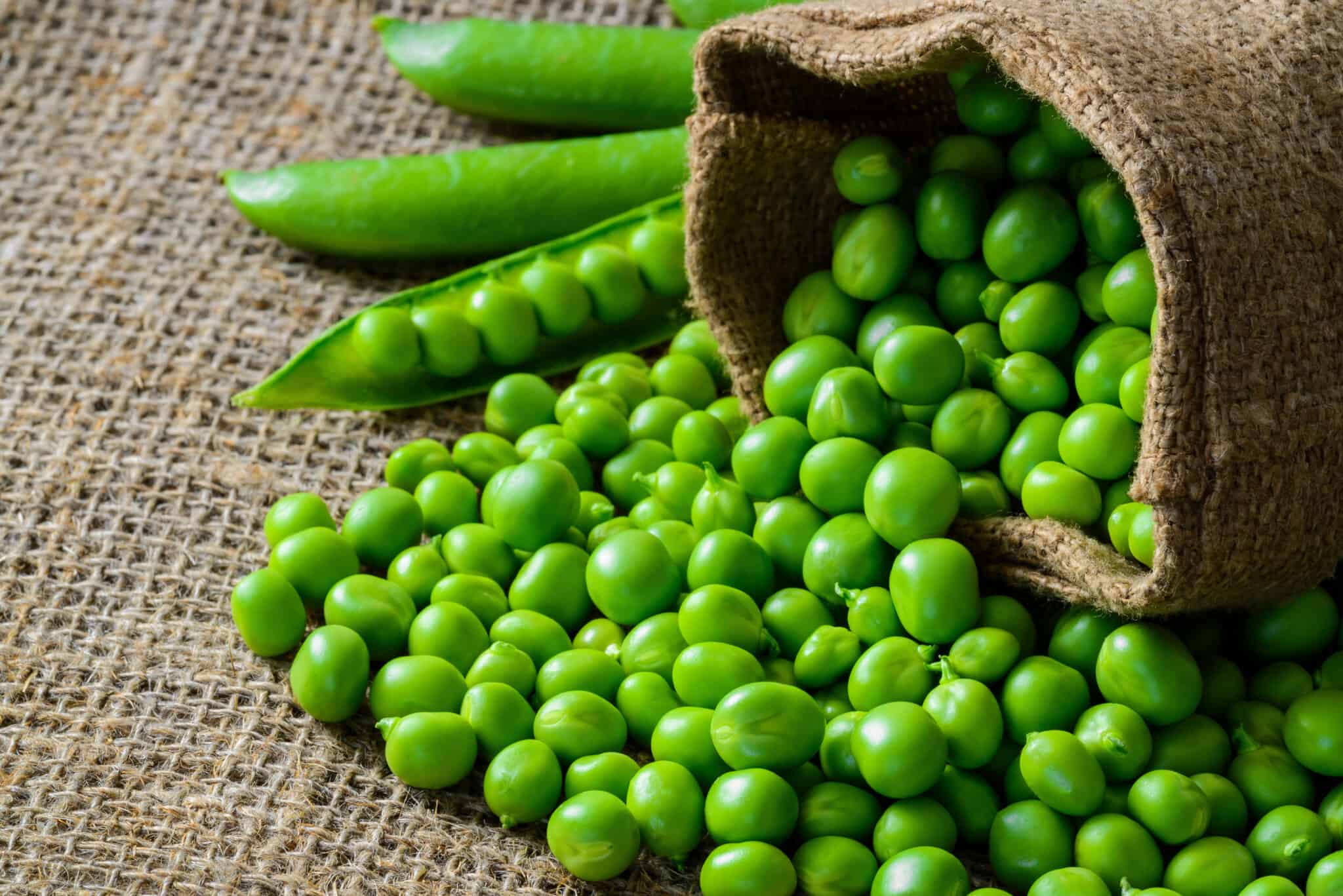 12 Human Foods You Can Safely Feed to Betta Fish - A-Z Animals