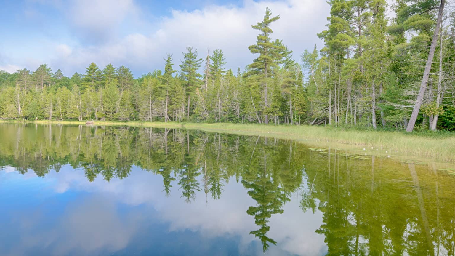 Michigans 7 Best Bird Watching Spots This Summer - A-Z Animals