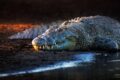 Discover How Crocodiles Can "Surf" for Hundreds of Miles Across the ...