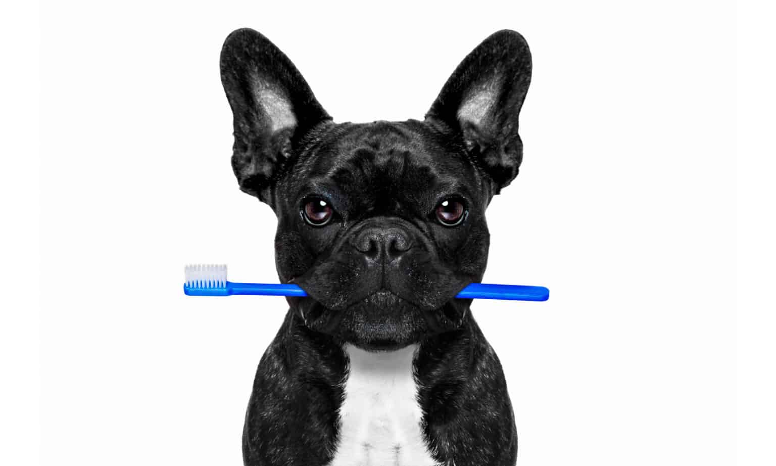 French Bulldog Teeth: Everything You Need To Know - A-Z Animals