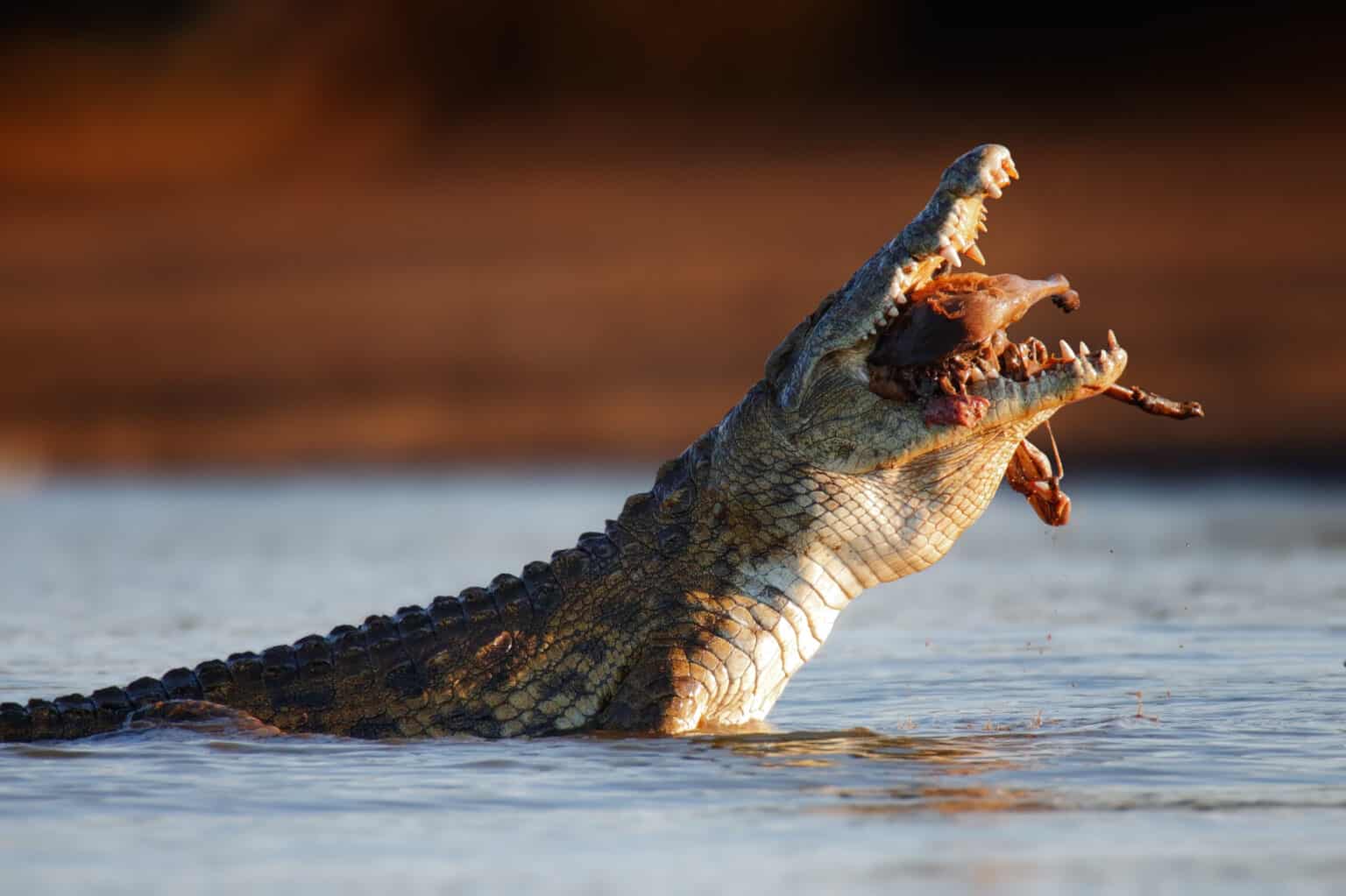 Meet 'Gustave' — The World's Most Dangerous Crocodile with 200+ Rumored ...