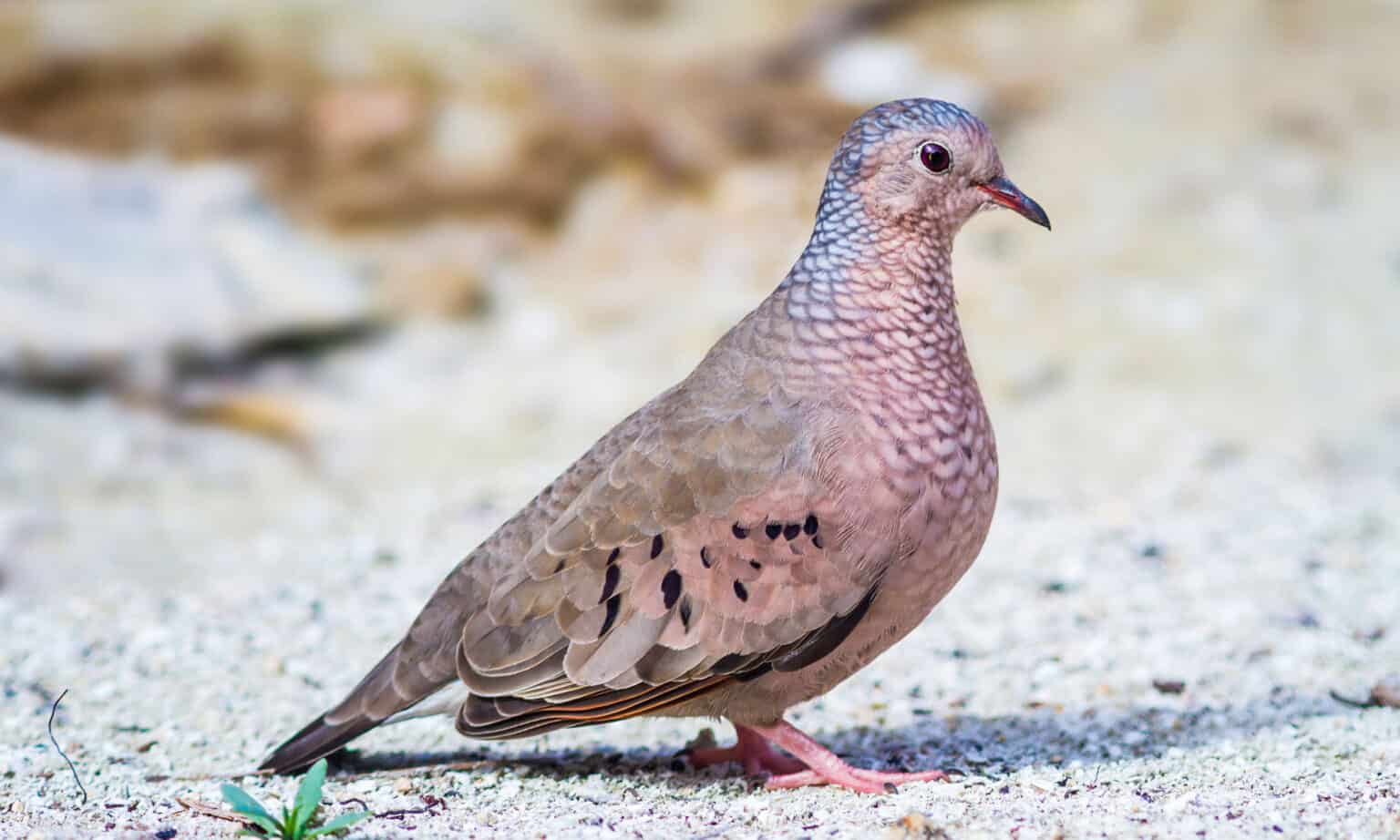 The Cheapest Pet Birds - The 10 Most Affordable Options - A-Z Animals