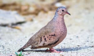 The Cheapest Pet Birds - The 10 Most Affordable Options - A-Z Animals