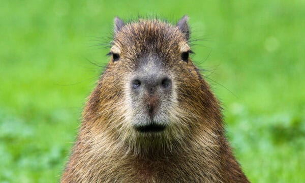 Capybaras with Other Animals: Do They Really Get Along with Everyone? - A-Z Animals
