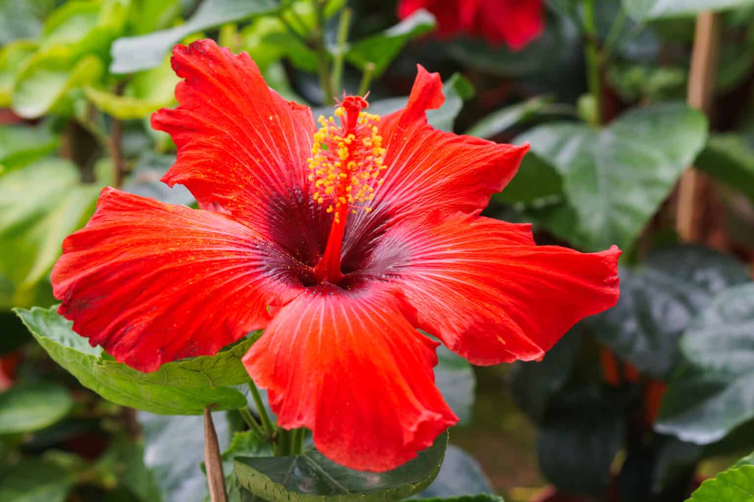 75 Gorgeous Flowers That Start With H - A-Z Animals