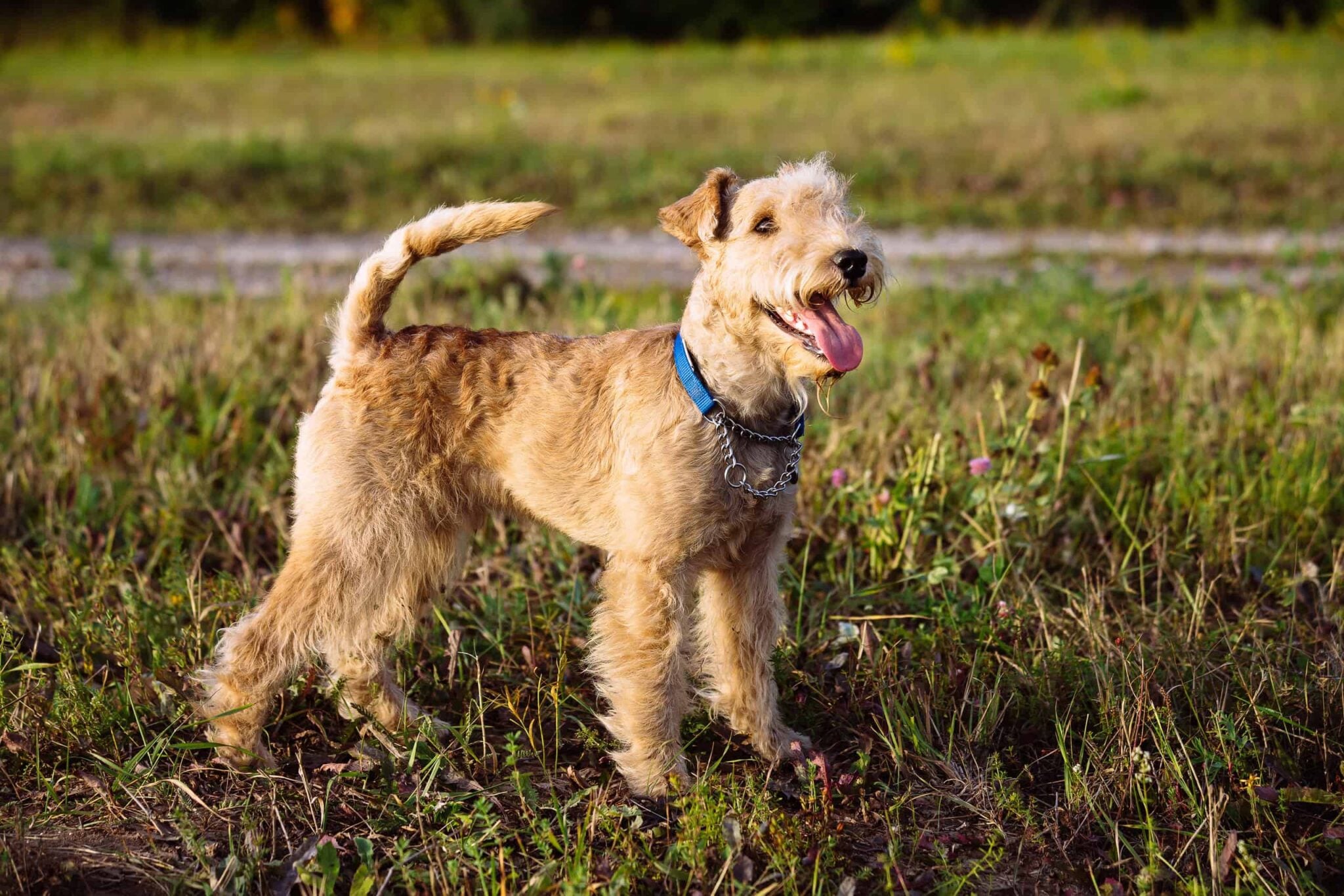 The 12 Dog Breeds Fierce Enough to Kill Snakes - A-Z Animals
